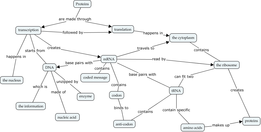 Protein Synthesis Concept Map - What happens during protein synthesis?